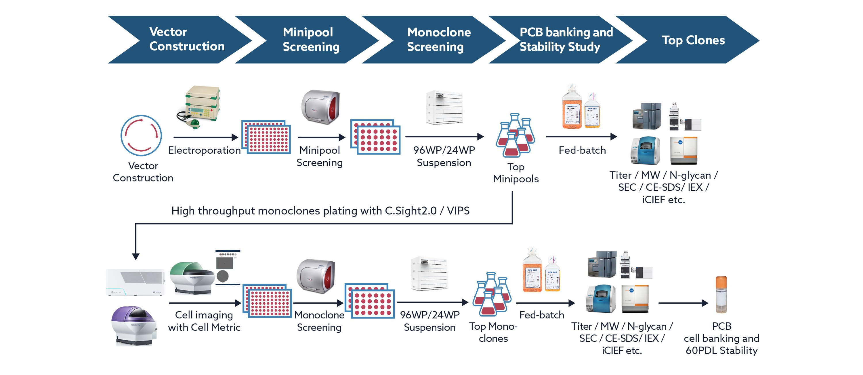 CDMO Services - Stable Cell Line Development